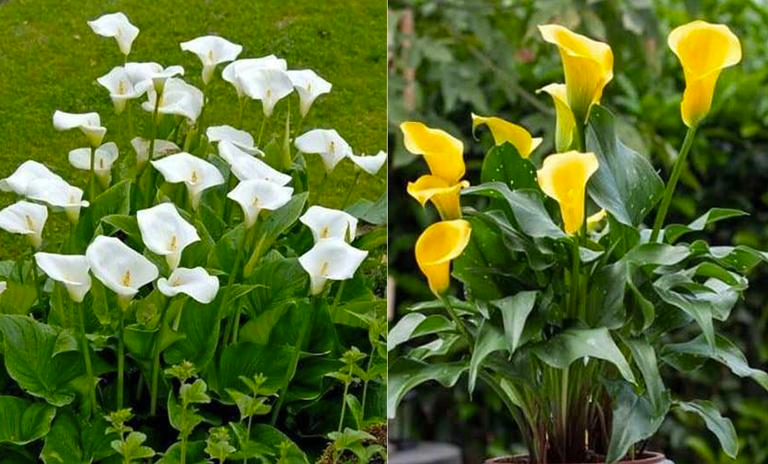 Wie man Calla-Lilien (Kalla oder Aronstab) anbaut und pflegt - Omas ...