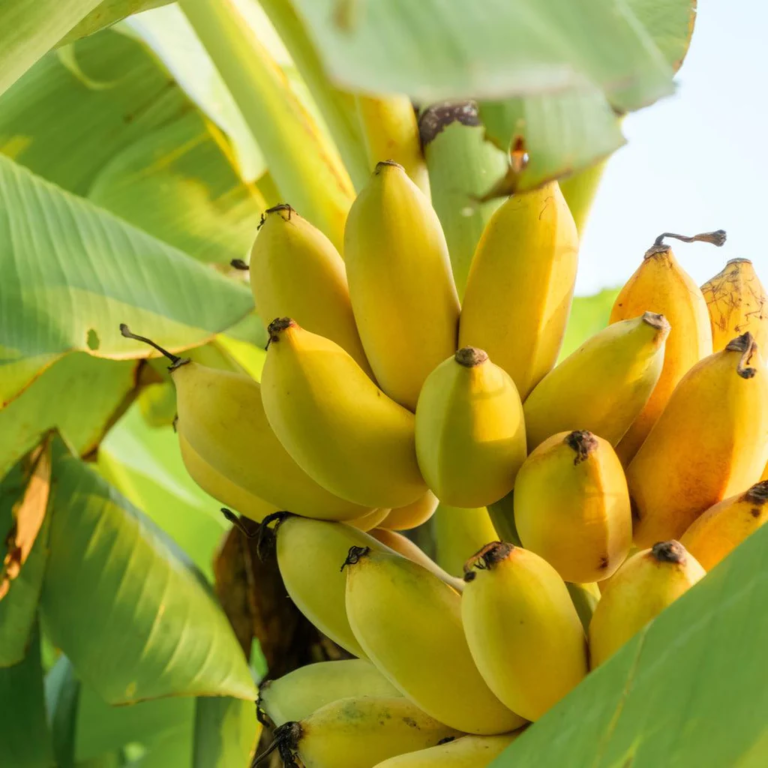 Einen Bananenbaum aus einer Banane ziehen: Eine Schritt-für-Schritt ...